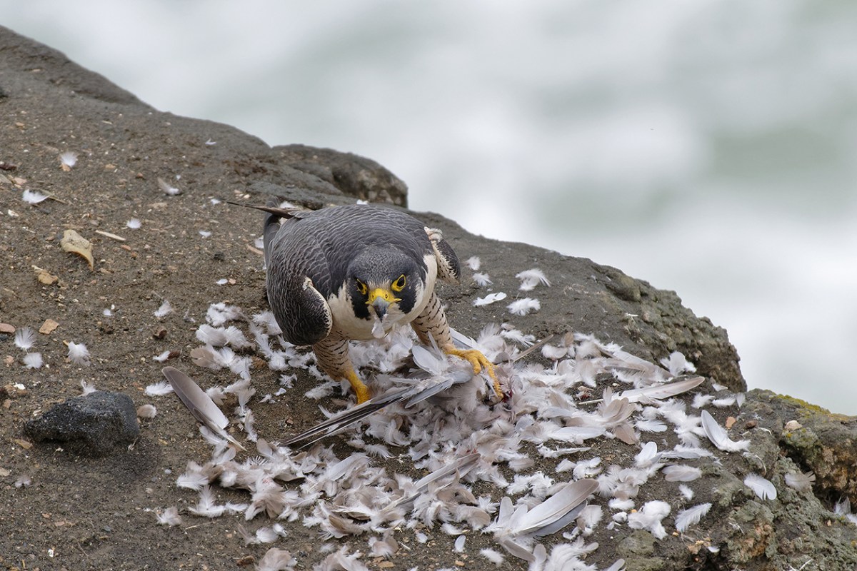 the feathers tell the tale – FLYING-FUR PHOTOGRAPHY