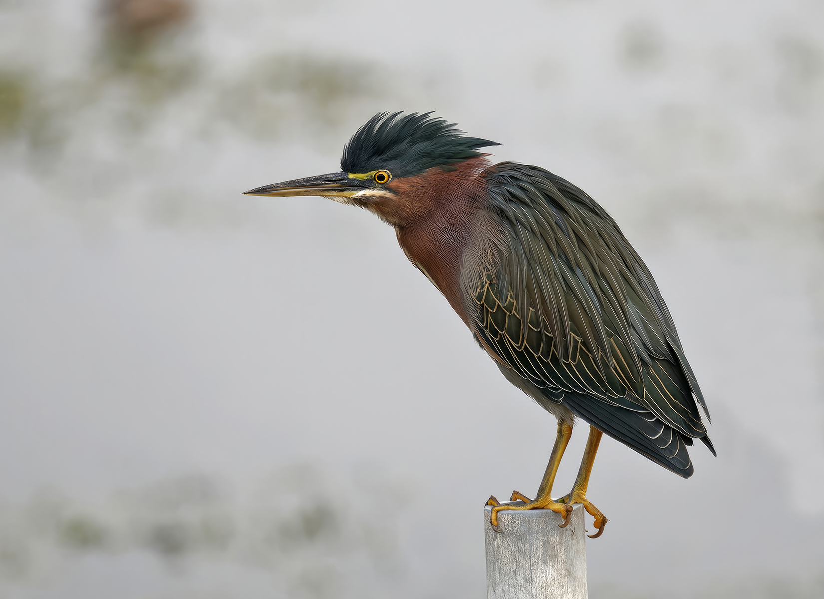 heron feathers – FLYING-FUR PHOTOGRAPHY